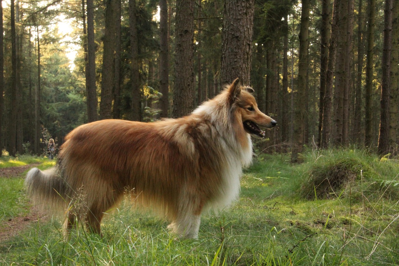 Shelties Cachorros Shetland Cão - Foto gratuita no Pixabay