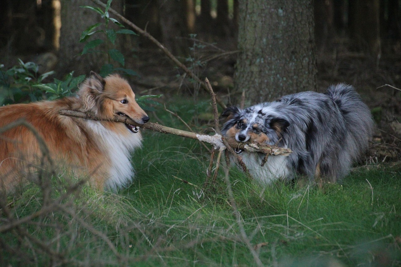 Shelties Dogs Shetland Sheep - Free photo on Pixabay