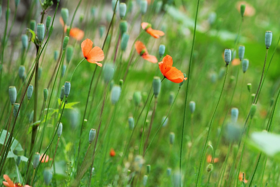 Poppy Flowers Flower Field Nature - Free photo on Pixabay
