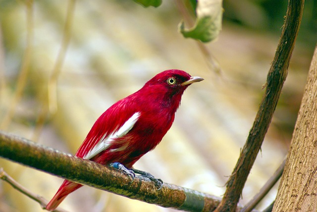 Copete Pájaro Sentado - Foto gratis en Pixabay - Pixabay