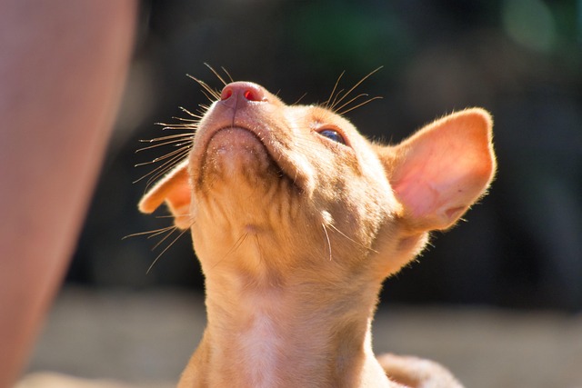 Cachorro De Perro Mendigar Bigotes - Foto gratis en Pixabay - Pixabay