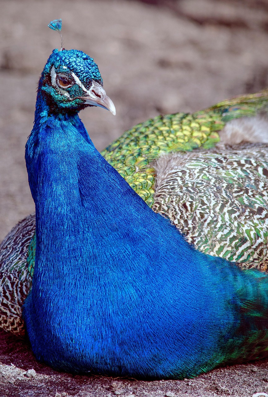 Pavo Real Ave Color - Foto gratis en Pixabay - Pixabay