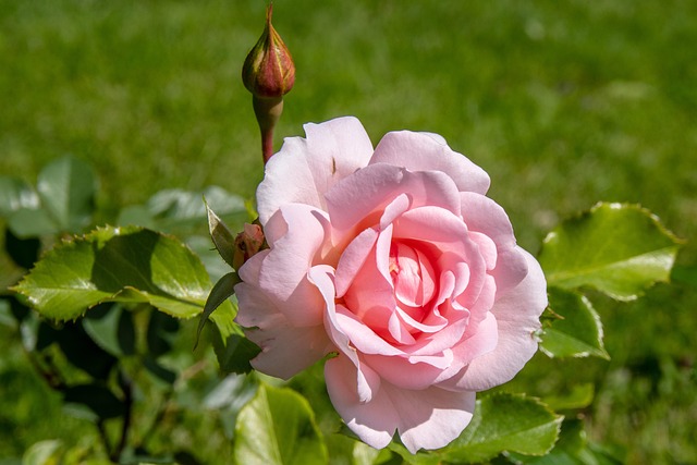 Rose Bourgeon Fleur La - Photo gratuite sur Pixabay - Pixabay