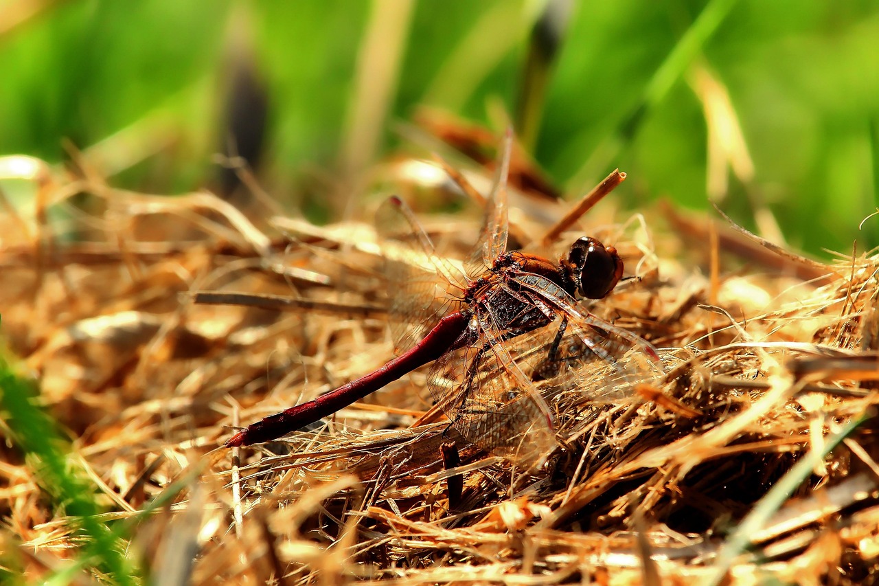 Heidelibelle Libellule Insecte - Photo gratuite sur Pixabay - Pixabay