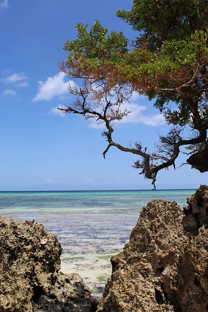 Pemba Island Holiday Vacation - Free photo on Pixabay - Pixabay