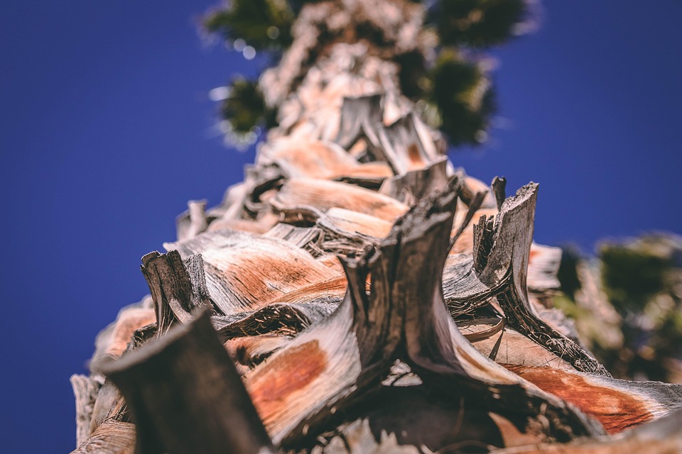 Palmeira Tiros Perto Da Árvore De - Foto gratuita no Pixabay - Pixabay