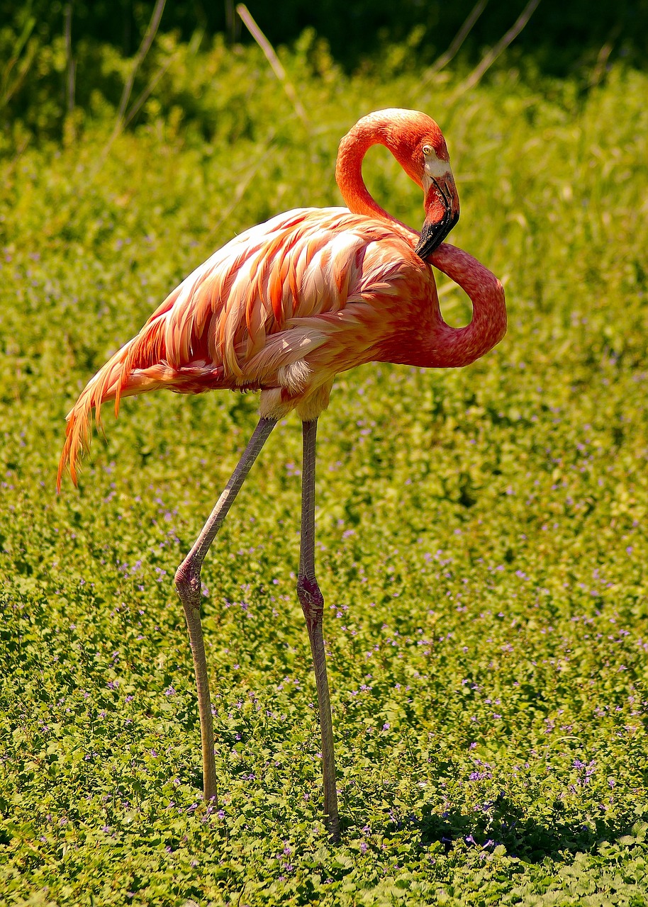 Flamingo En Hage