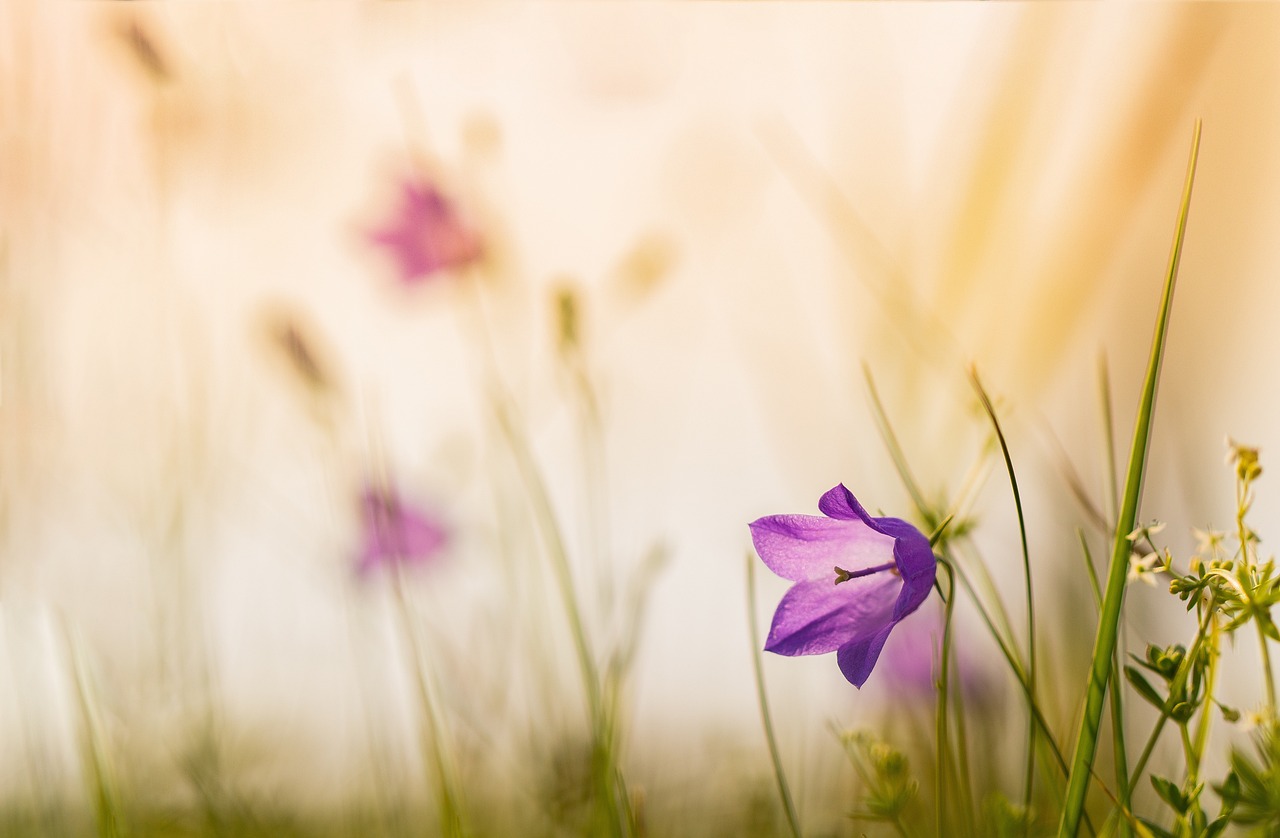 Flower Tomorrow Nature - Free photo on Pixabay