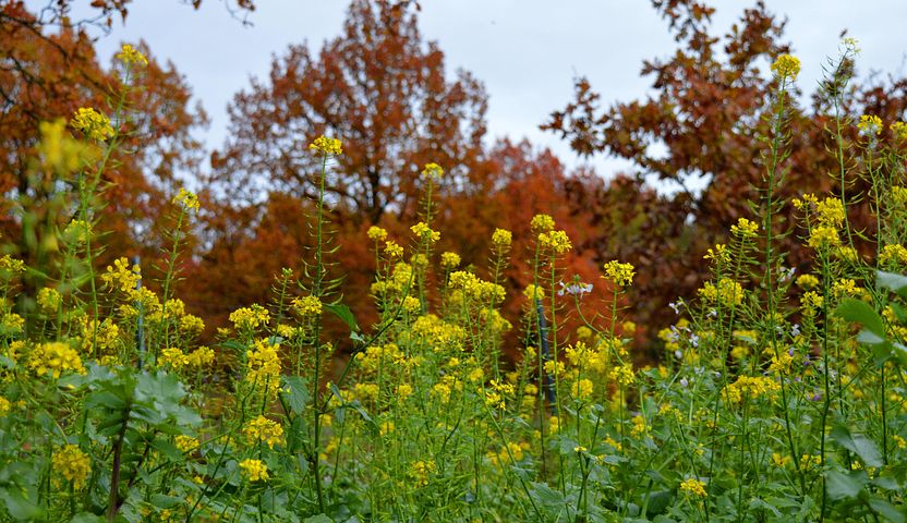 100+ Free Mustard Flower & Mustard Images