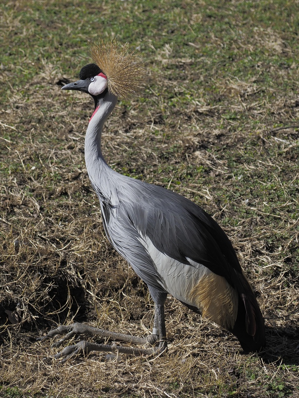 1,000+ Free Crane Bird & Bird Images - Pixabay
