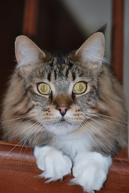 Maine Coon Mainecoon Gato - Foto gratuita no Pixabay - Pixabay