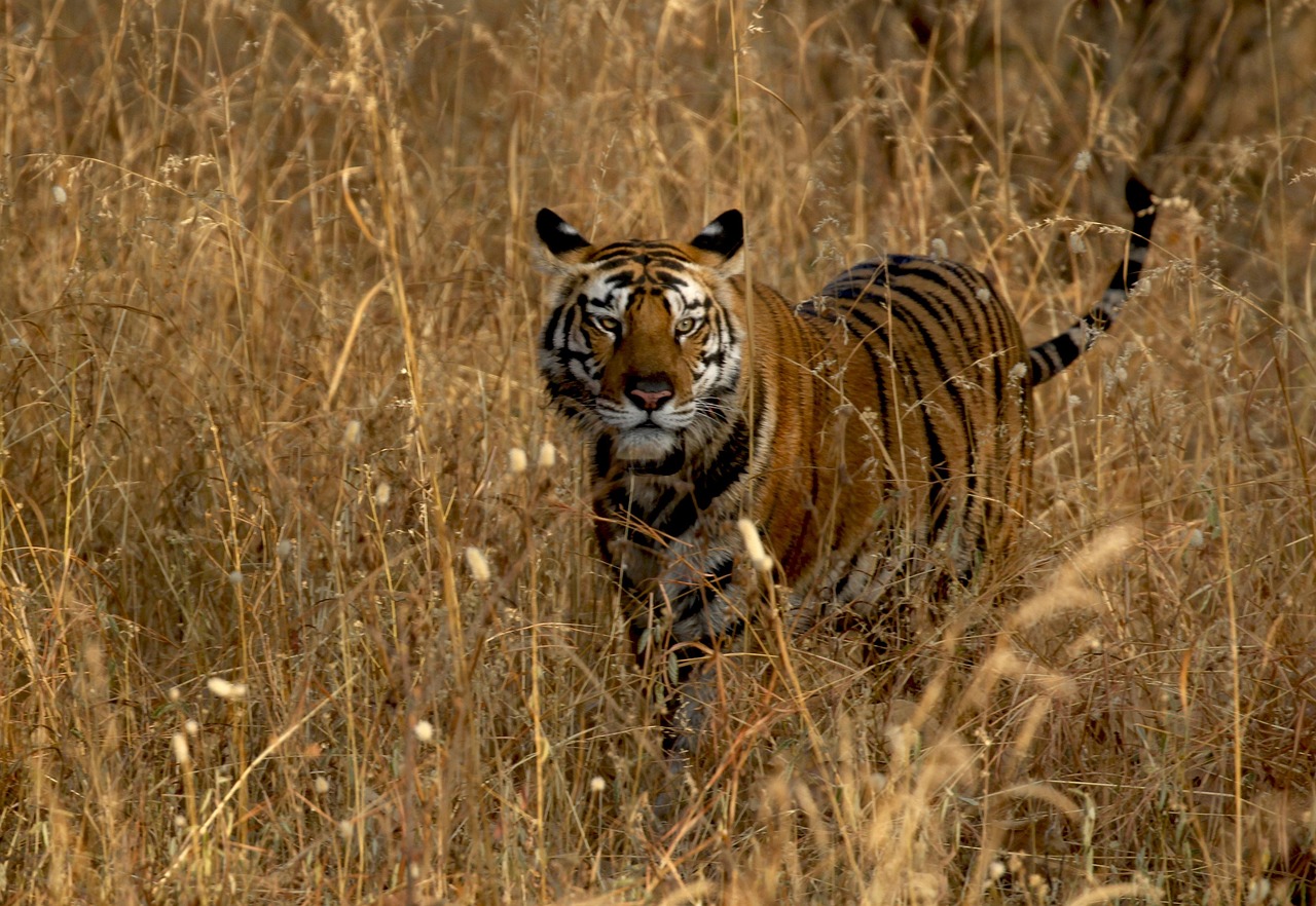 Tiger Jungle Wildlife - Free photo on Pixabay - Pixabay