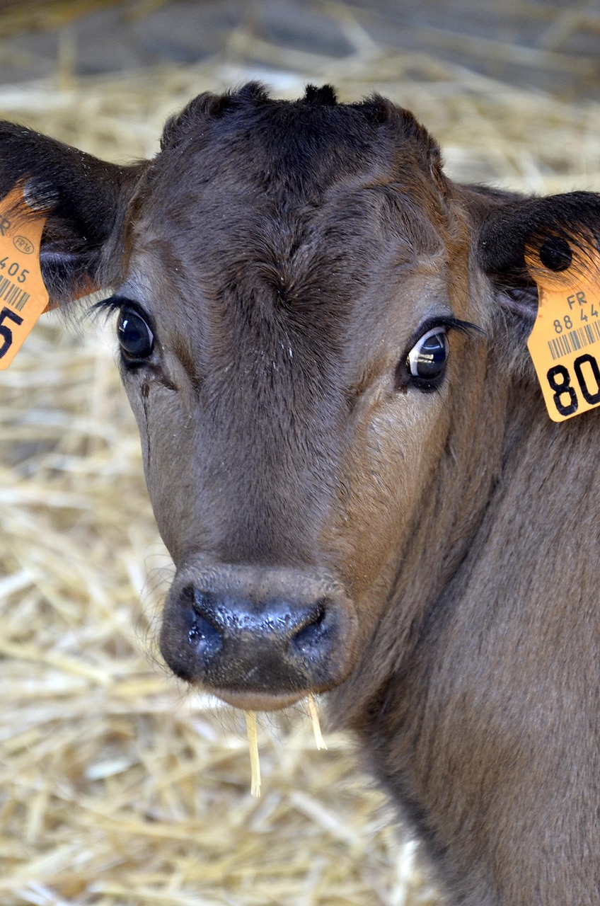 Calf Farm Organic - Free photo on Pixabay - Pixabay