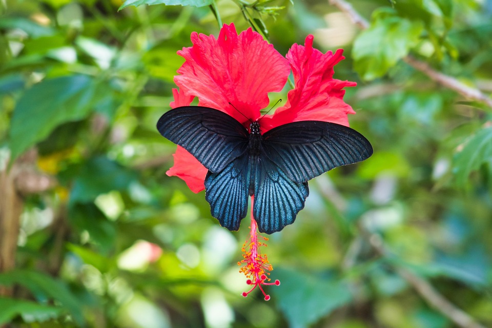 Butterfly Black Thailand Large Of - Free photo on Pixabay