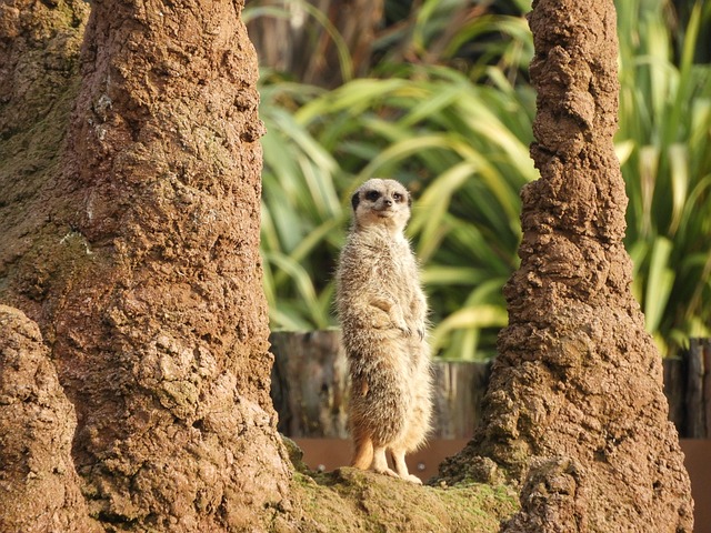 Suricata Animal Bonitinho - Foto gratuita no Pixabay - Pixabay
