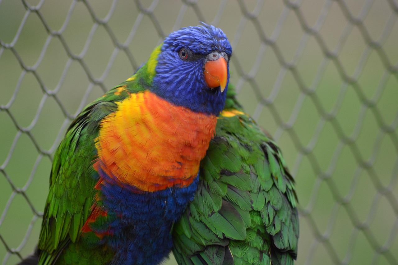 5,000+ Free Parrot & Nature Images - Pixabay