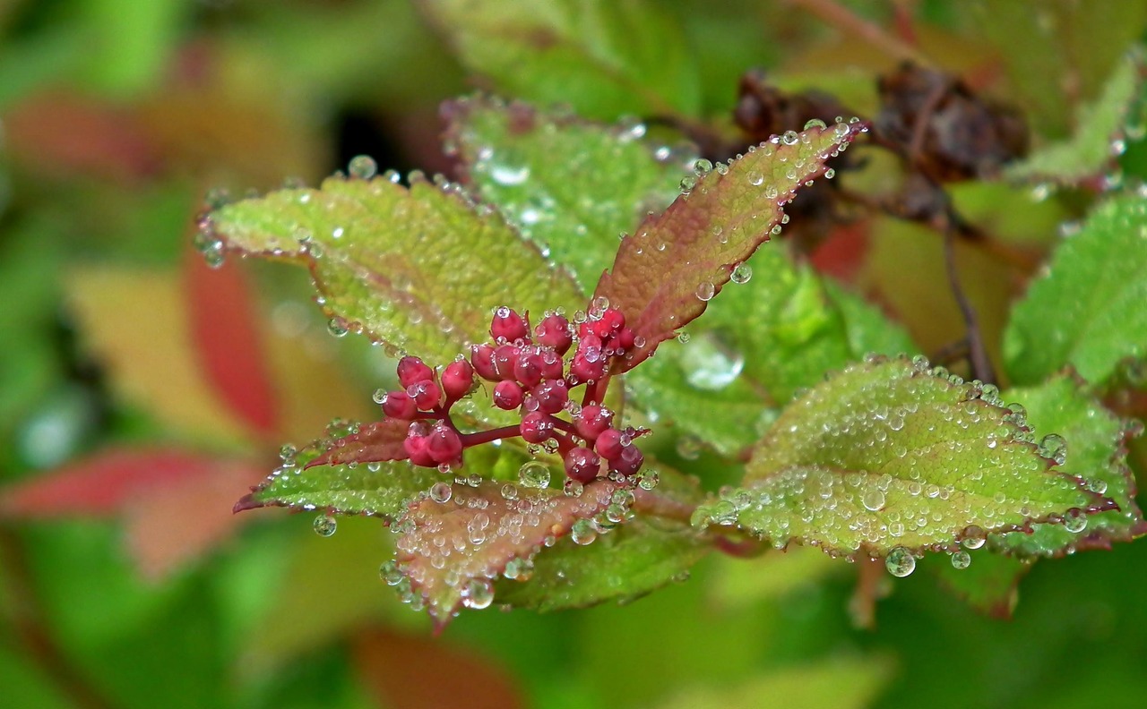 Pęcherznica Plante Bush Les - Photo gratuite sur Pixabay - Pixabay