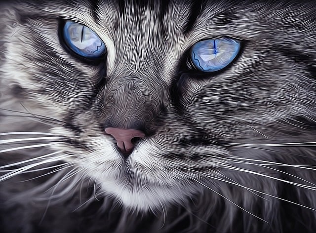 100.000+ kostenlose Katze Wallpaper und Katze-Bilder - Pixabay