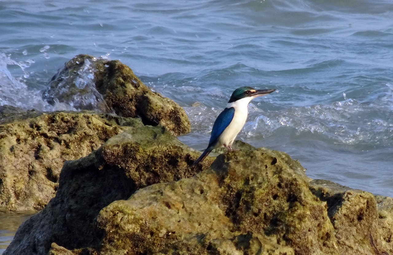 100,000+ Free Medium-Sized Bird & Bird Images - Pixabay