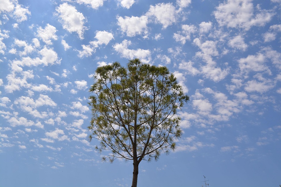 Landscape Tree Clouds - Free photo on Pixabay - Pixabay