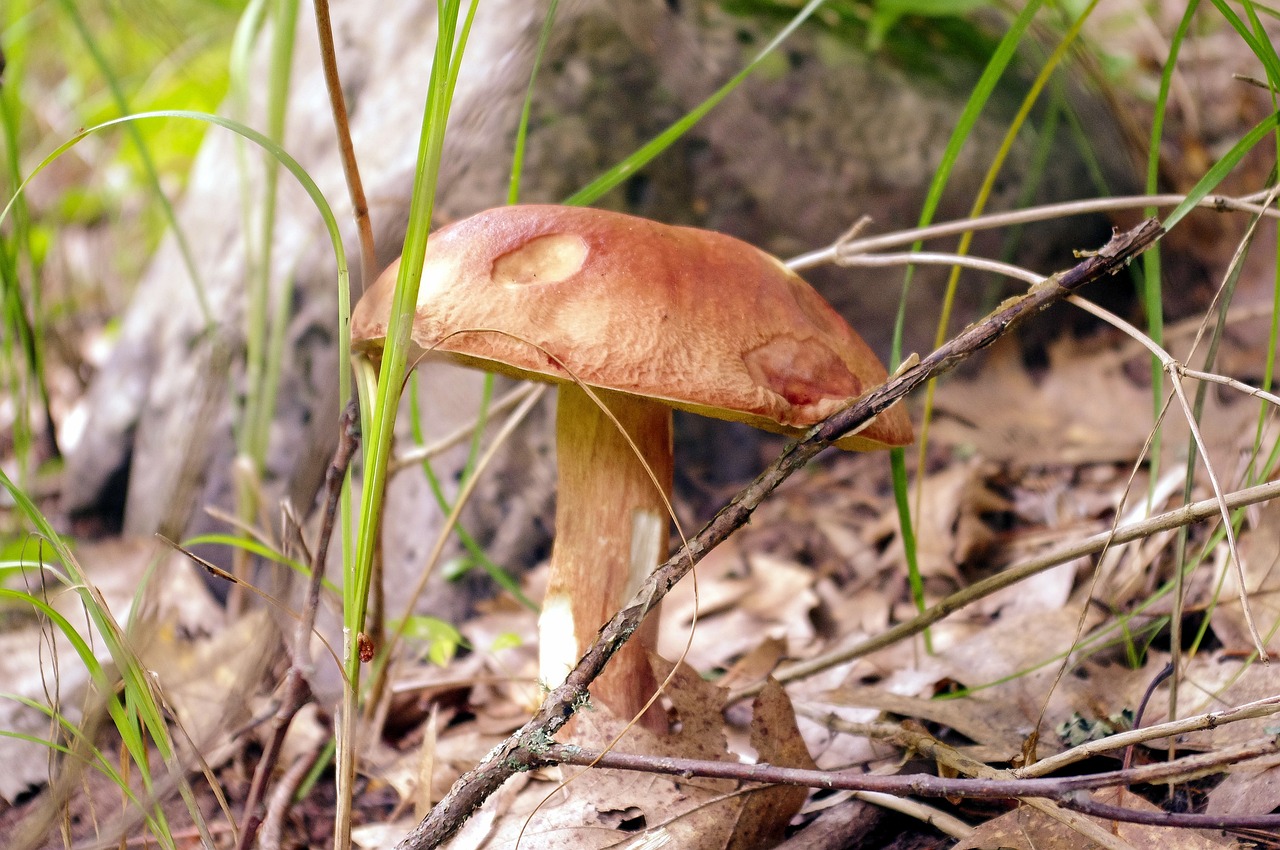 Bosques Del Norte De Setas Hongo - Foto gratis en Pixabay - Pixabay