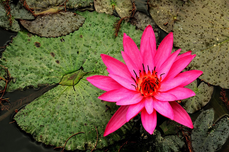 Plante Fleur - Photo gratuite sur Pixabay - Pixabay