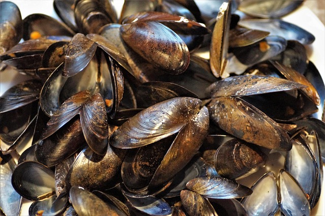 Shells Mussels Fir - Free photo on Pixabay - Pixabay