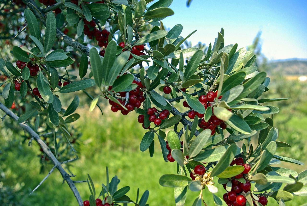 4+ Free Buffaloberries & Buffaloberry Images - Pixabay