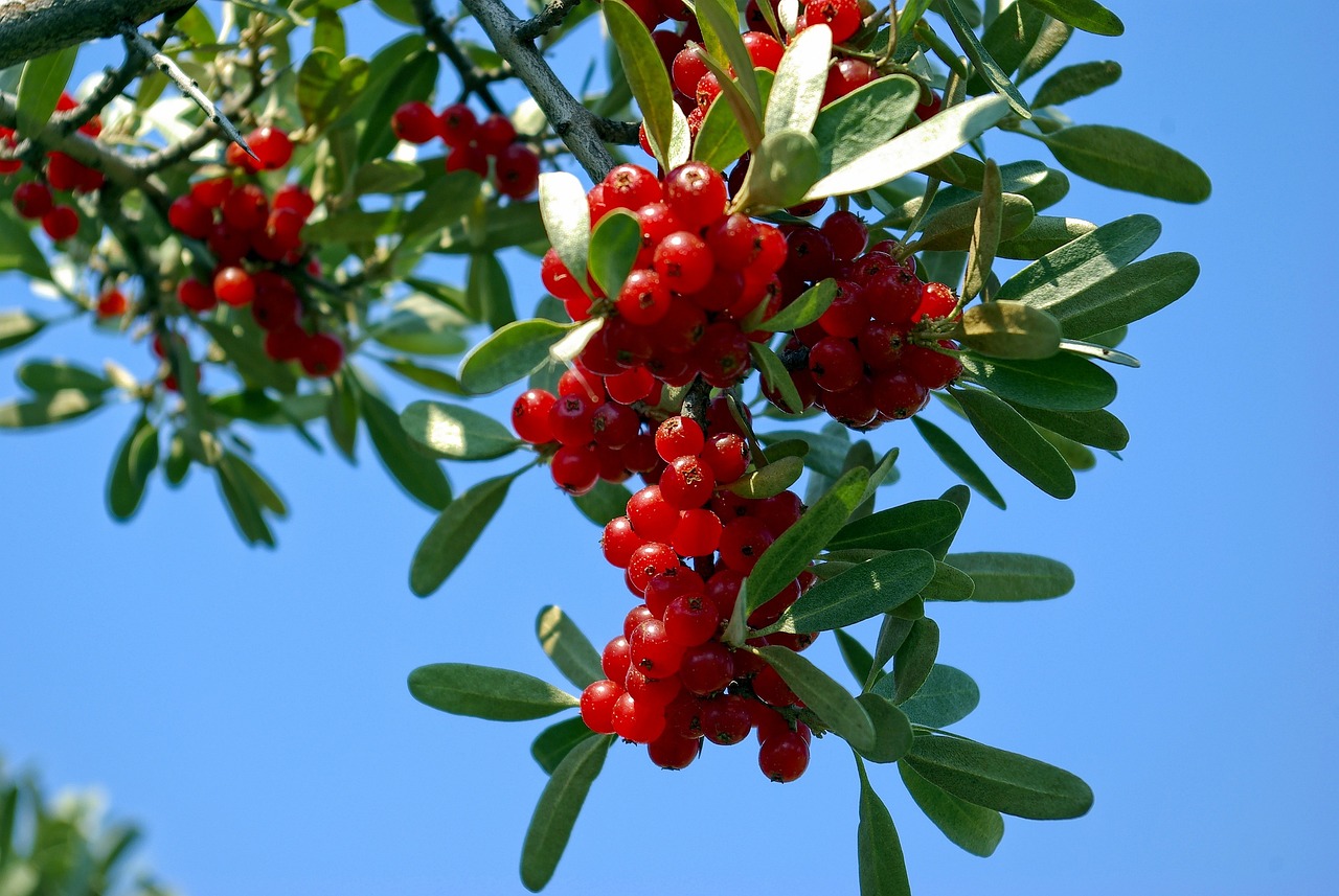 Buffaloberries Bulberry Shepherdia - Free photo on Pixabay - Pixabay