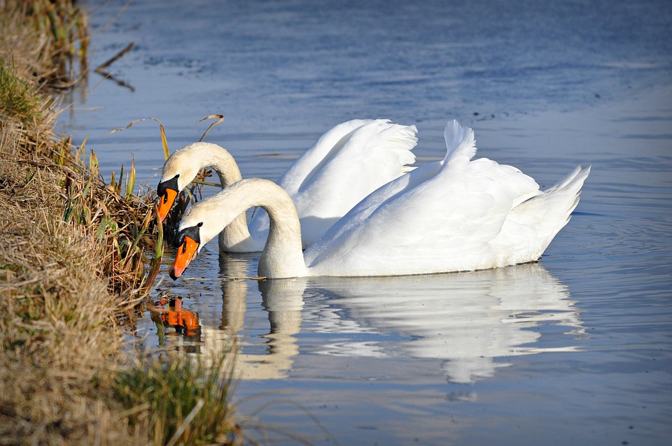 Swan Water Bird Animal - Free photo on Pixabay