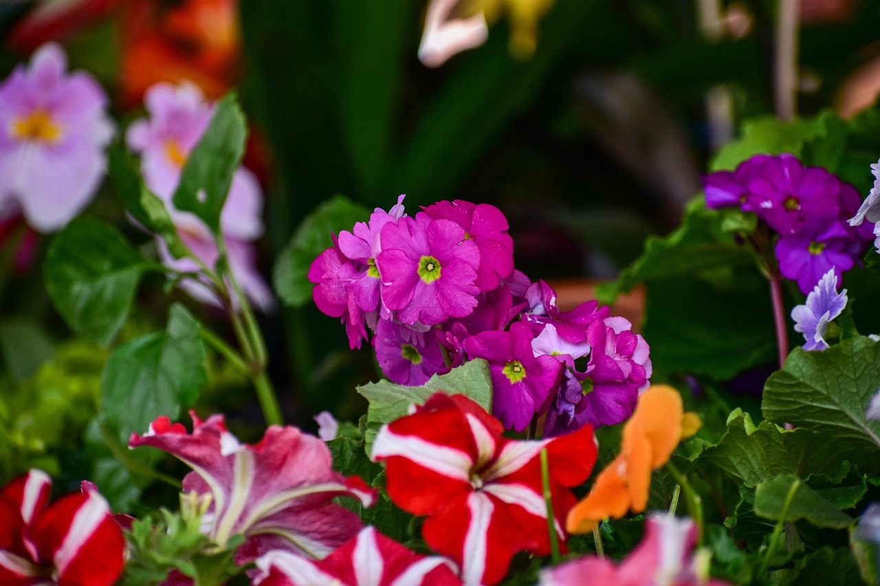 Flowers Yard Spring - Free photo on Pixabay - Pixabay