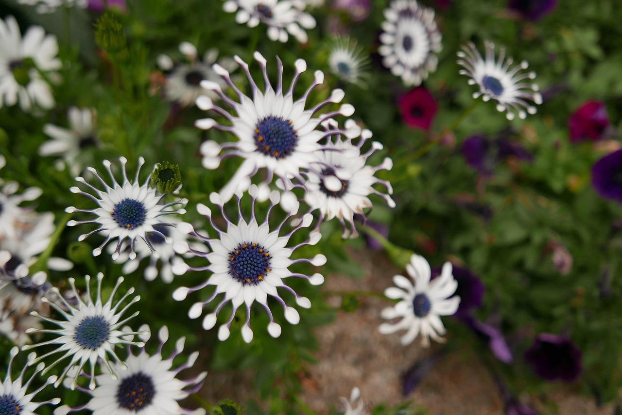 Fleur Blanc Nature Jardin De - Photo gratuite sur Pixabay - Pixabay