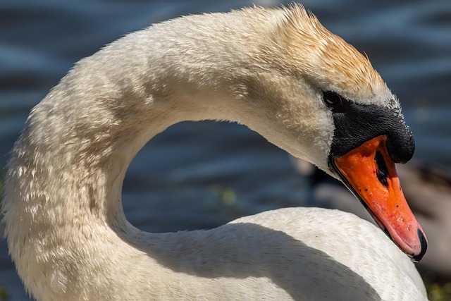 Cisne Ave Acuática Agua De Verano - Foto gratis en Pixabay - Pixabay