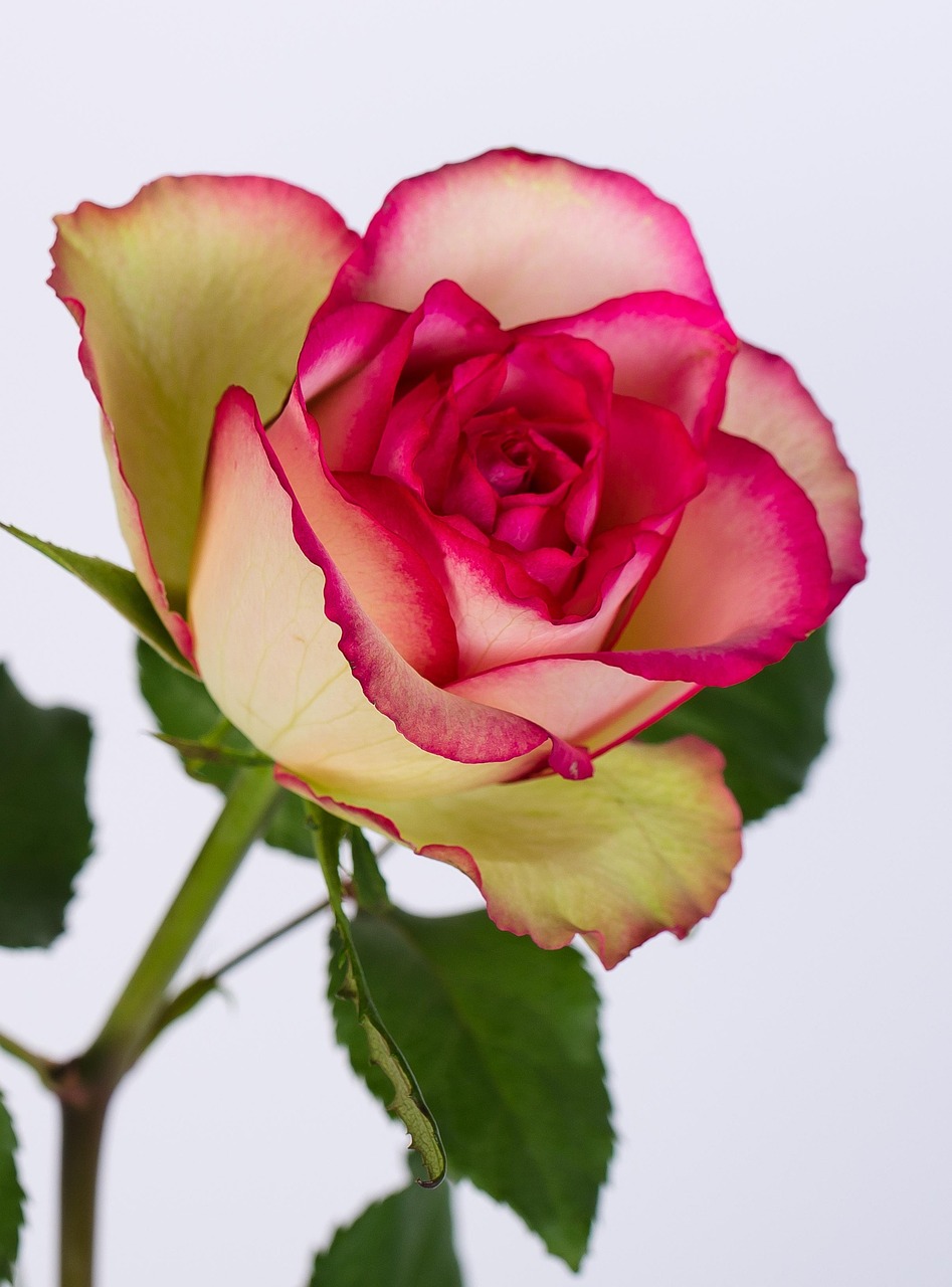 Rosa Amor Flor - Foto gratuita no Pixabay - Pixabay