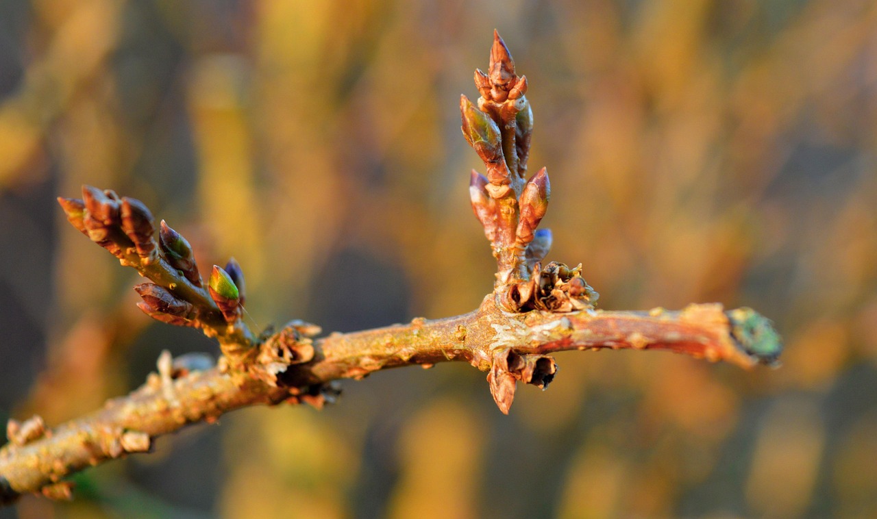 Forsythia Is In Bud - Free photo on Pixabay - Pixabay