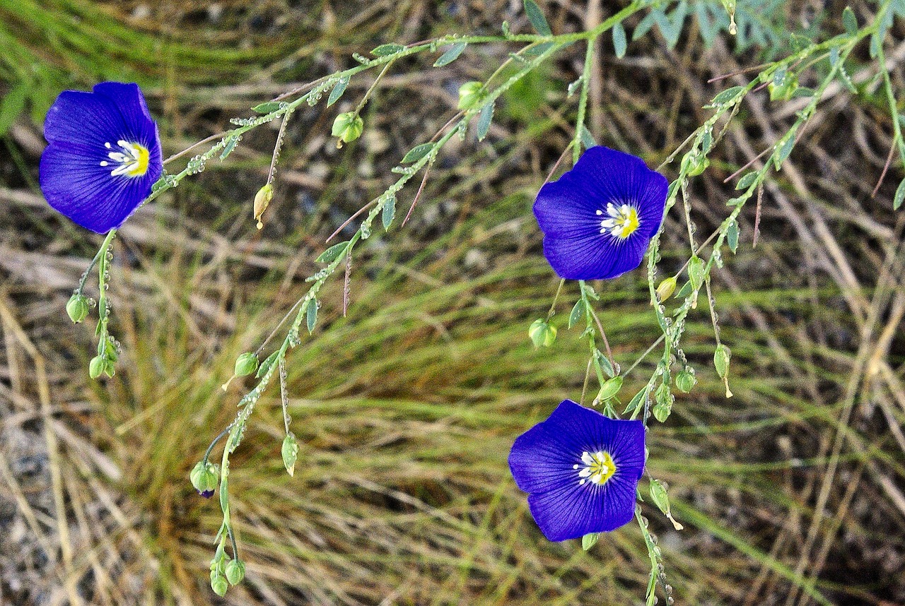 Azul Linho Em Idaho Flores - Foto gratuita no Pixabay - Pixabay