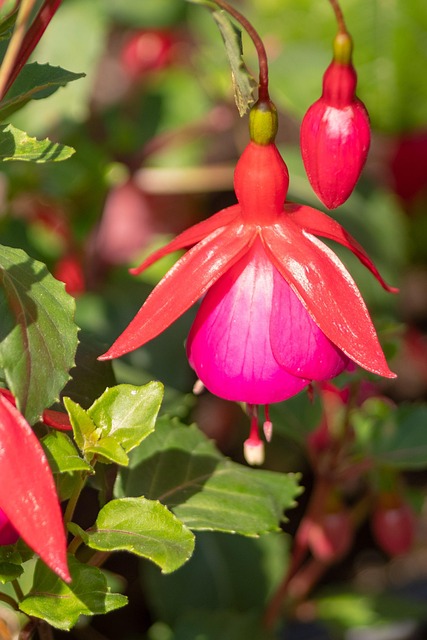 Flower Park Plant - Free photo on Pixabay