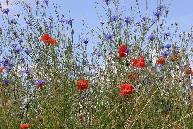 Blumen Wiese Wiesenblumen - Kostenloses Foto auf Pixabay