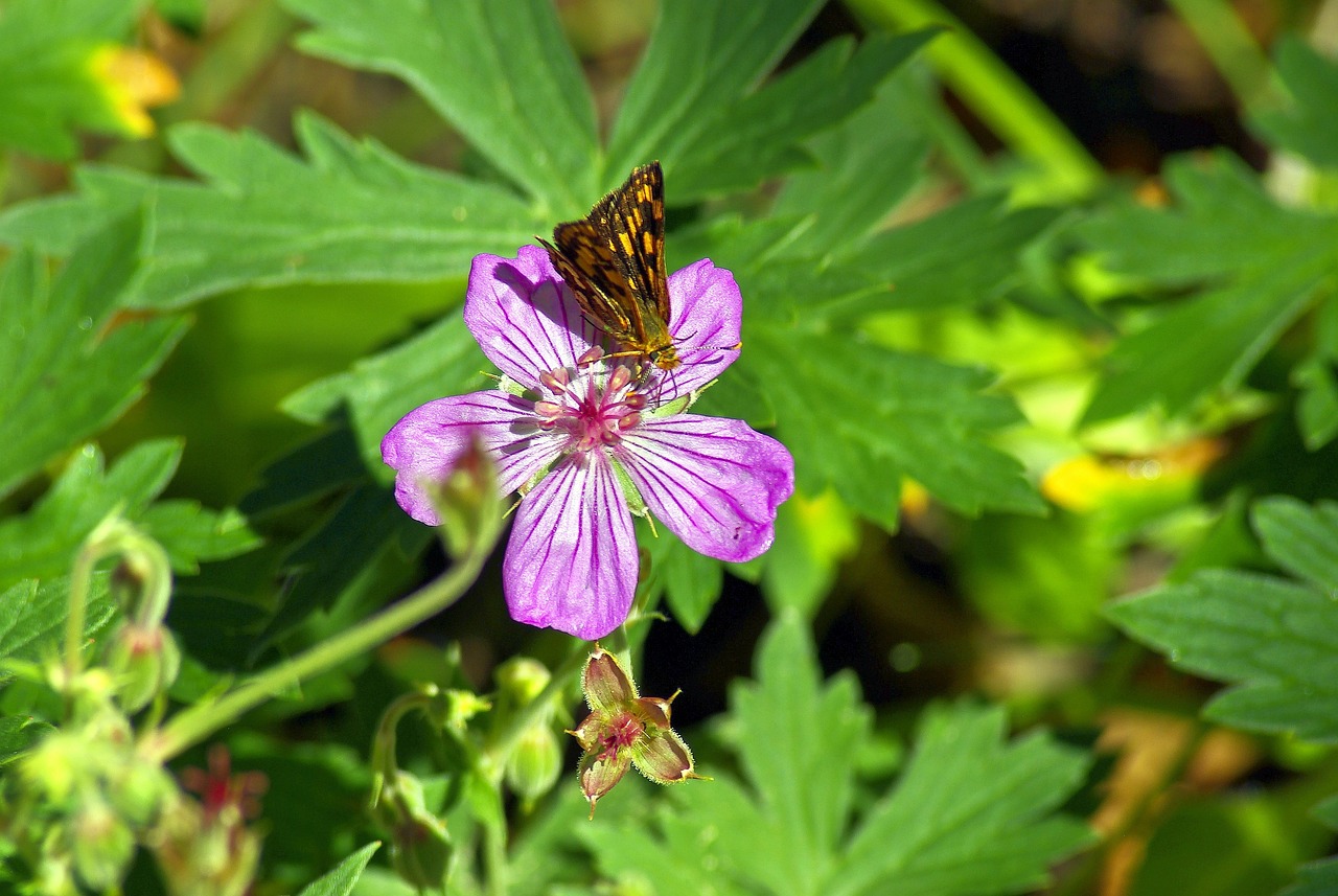 Papillon Sur Une Rose De Fleurs - Photo gratuite sur Pixabay - Pixabay