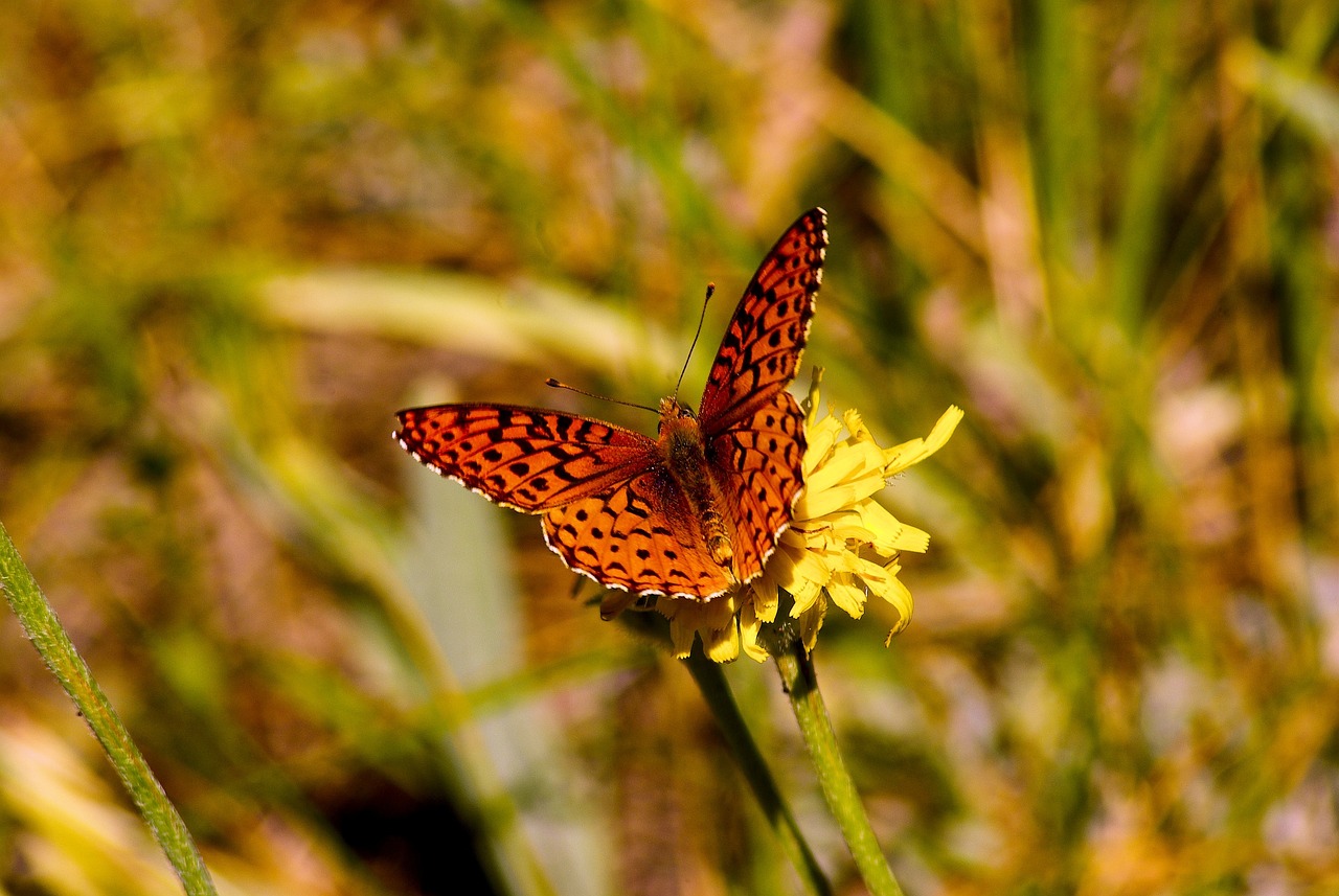 200+ Free Butterfly On A Flower & Nature Photos - Pixabay