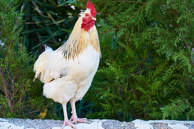 Pollo Gallo Joven Animal - Foto gratis en Pixabay - Pixabay
