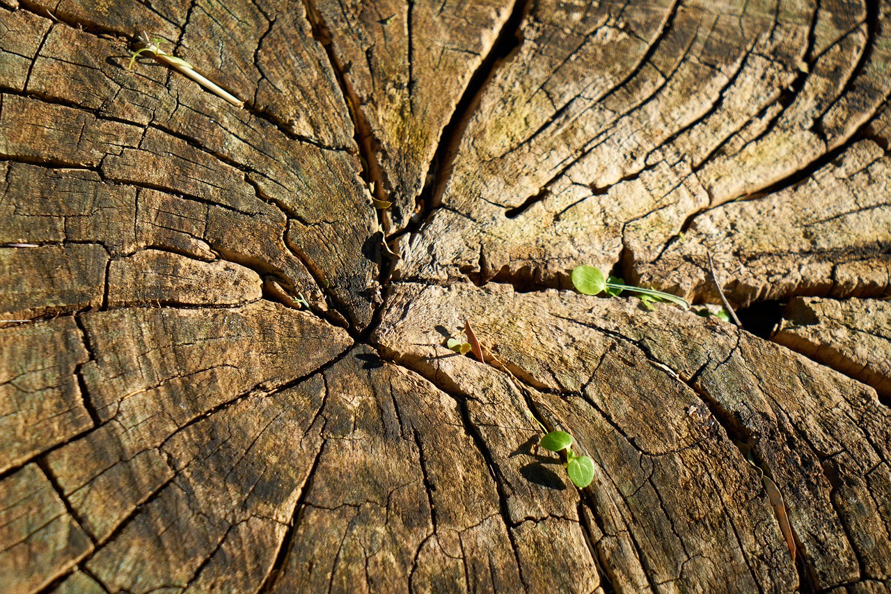 Tree Wood Body - Free photo on Pixabay