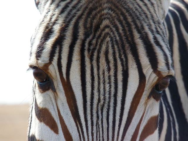 Hartmann'S Mountain Zebra - Free photo on Pixabay