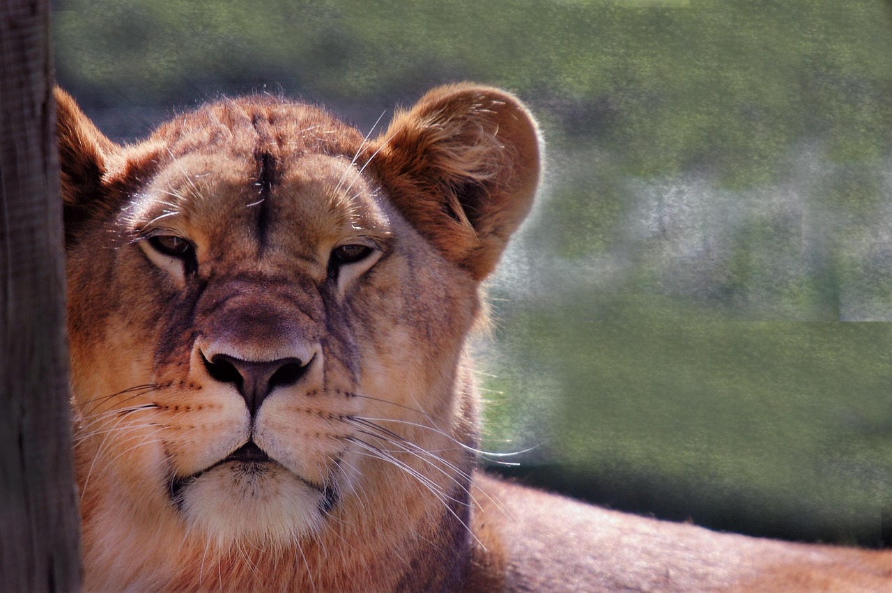 Singa Betina Liar Afrika - Foto gratis di Pixabay - Pixabay
