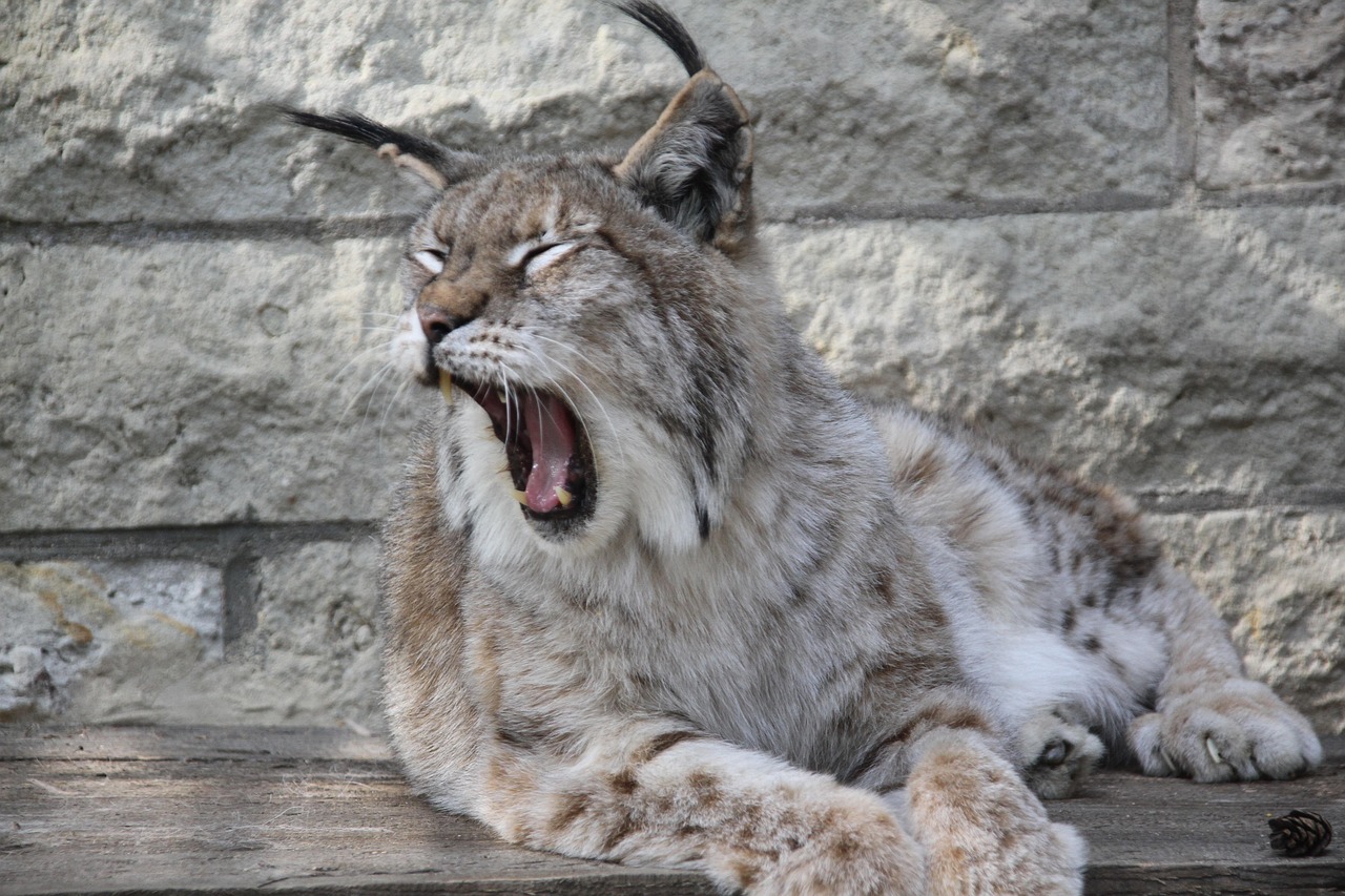 500+ Free Lynx & Animal Images - Pixabay