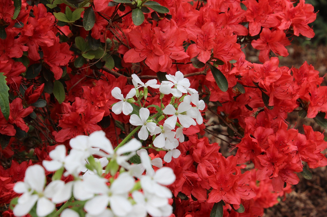 Red White Azalea - Free photo on Pixabay - Pixabay