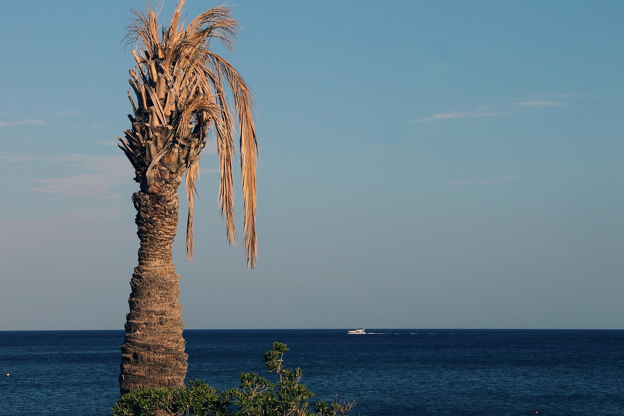 Palm Tree Withers Sea - Free photo on Pixabay - Pixabay