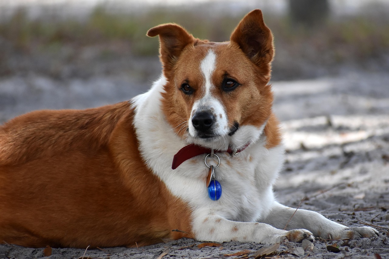 Dog Laying Brown - Free photo on Pixabay - Pixabay
