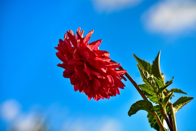 Flor Belleza Hermosa - Foto gratis en Pixabay - Pixabay