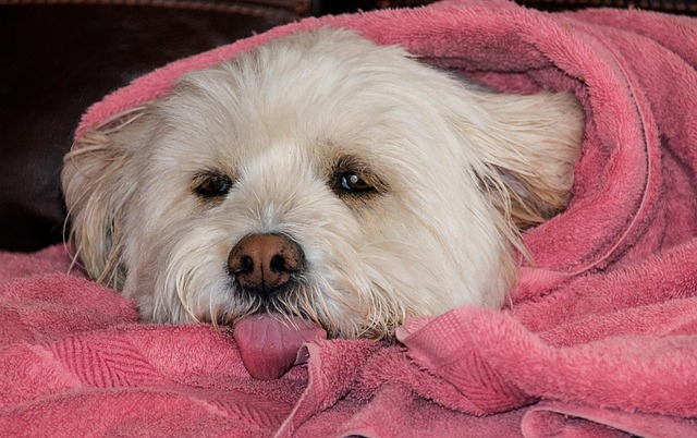 Cachorro Filhote De Bicho - Foto gratuita no Pixabay - Pixabay
